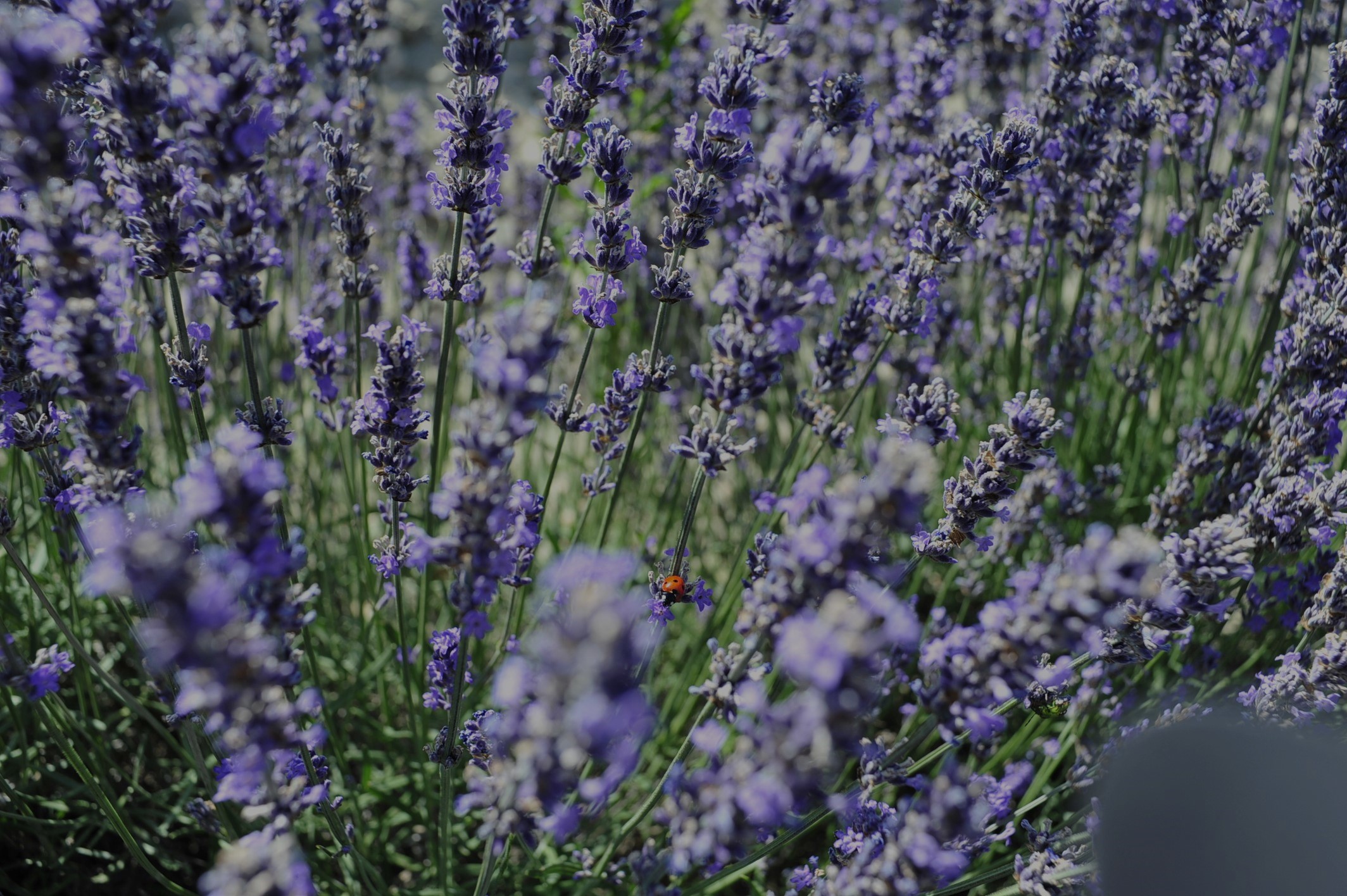 Notre histoire - SIRIUS BIO - Bio dès l'origine